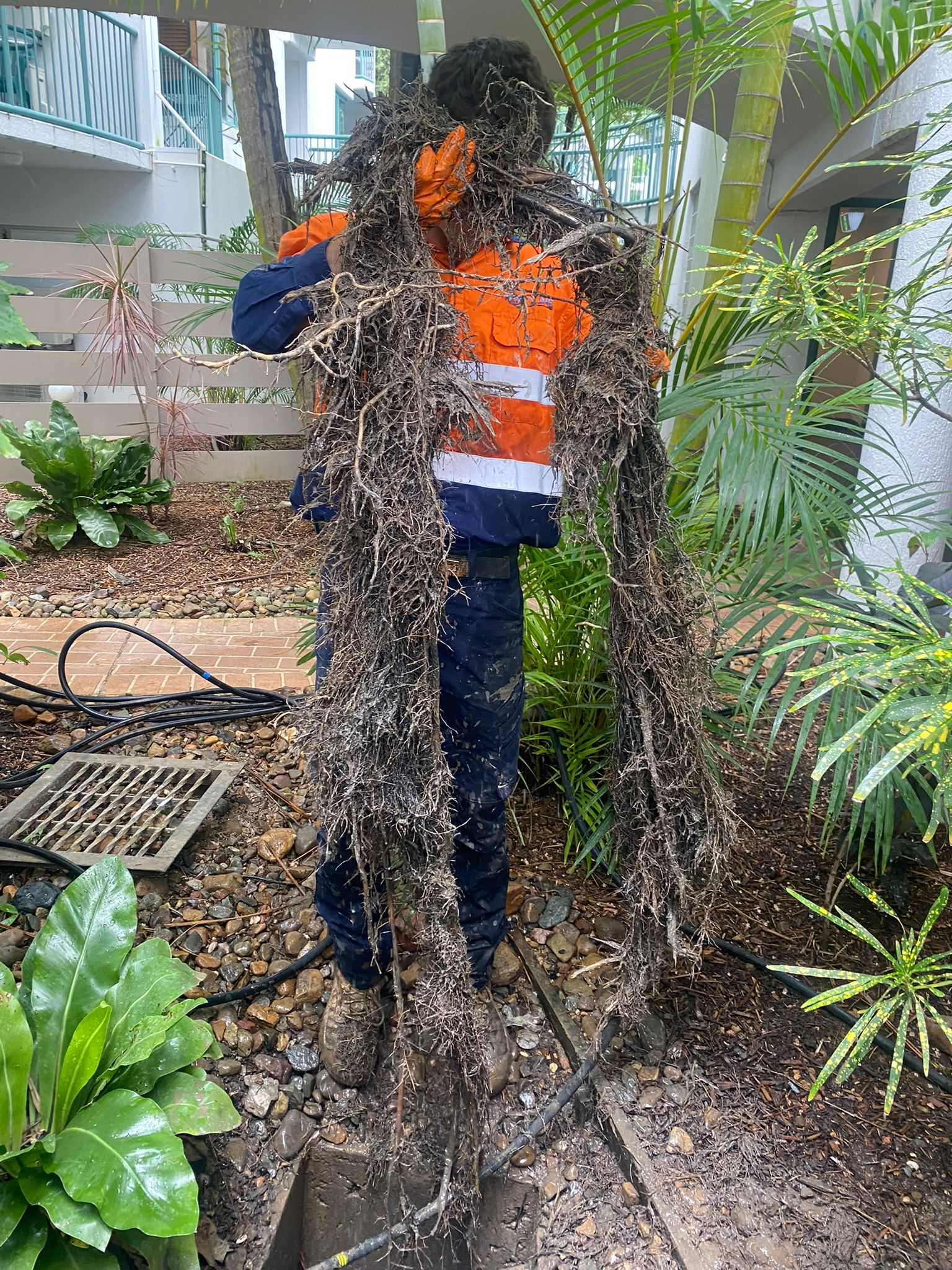 Tree Root Removal Brisbane | Tree Root Damage Repairs